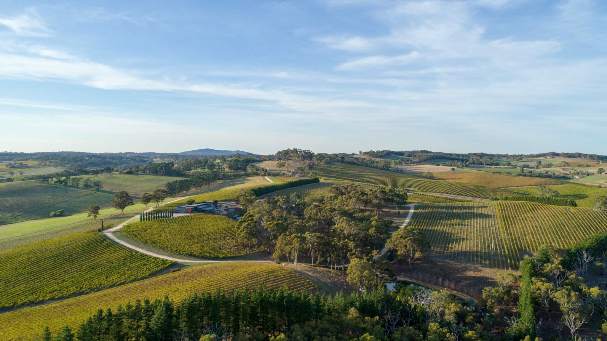 About Us - The Lane Vineyard